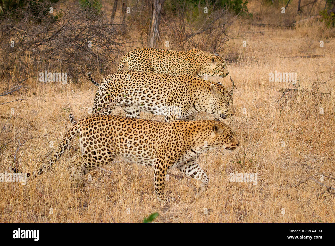 Three leopards, Panthera pardus, walk simaltanously together, in ...
