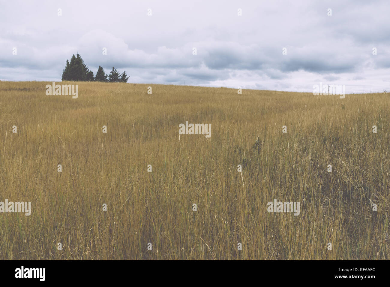 View over wheat fields from Steptoe Butte, Palouse Valley, eastern ...