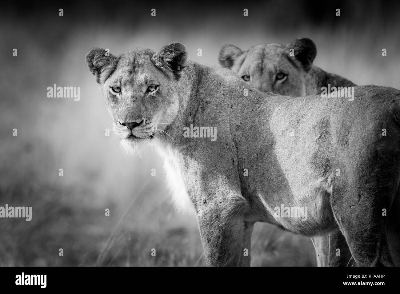 Two lions, Panthera leo, standing with alert, in black and white Stock ...