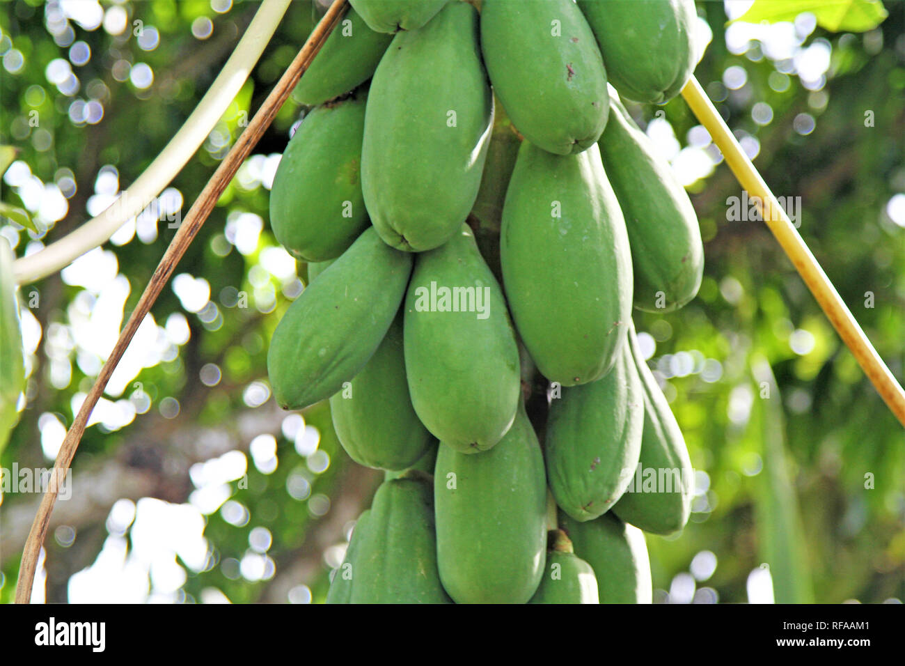 Papaya growing on a tree Stock Photo - Alamy
