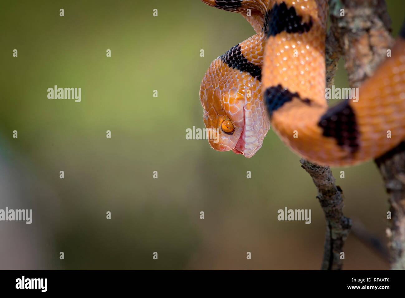 The head and body of a common tiger snake, Telescopus semiannulatus ...