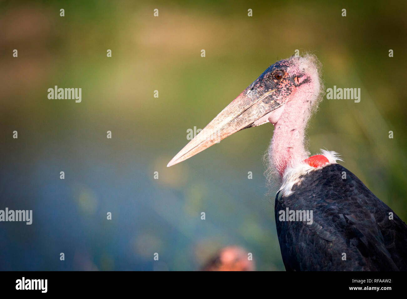 A side profile of a Marabou stork, Leptoptilos crumenifer, pink head ...