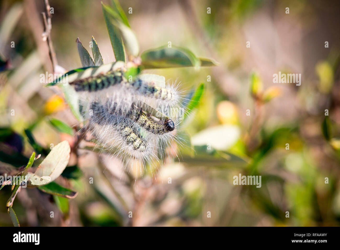 A group of hairy caterpillars, Anaphe reticulata, on a tree branch ...