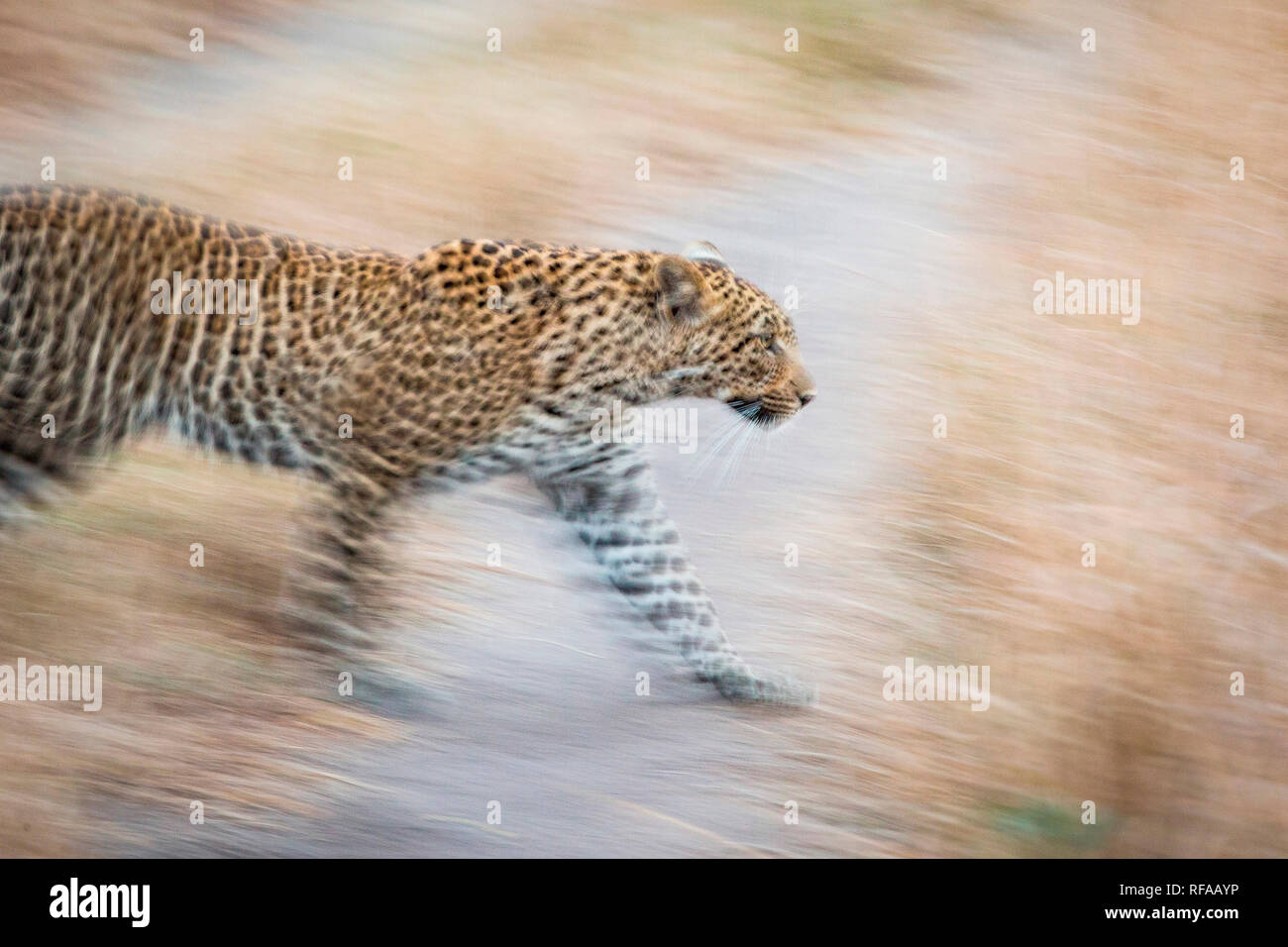 A leopard, Panthera pardus,walks, looking away, ears back, motion blur ...