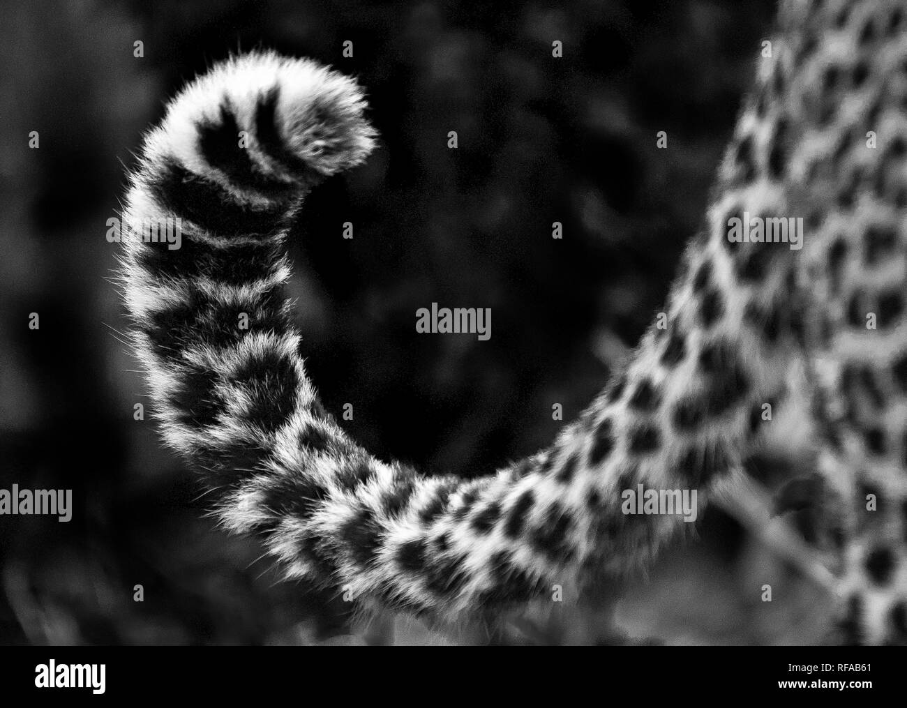 Leopards tail hi-res stock photography and images - Alamy
