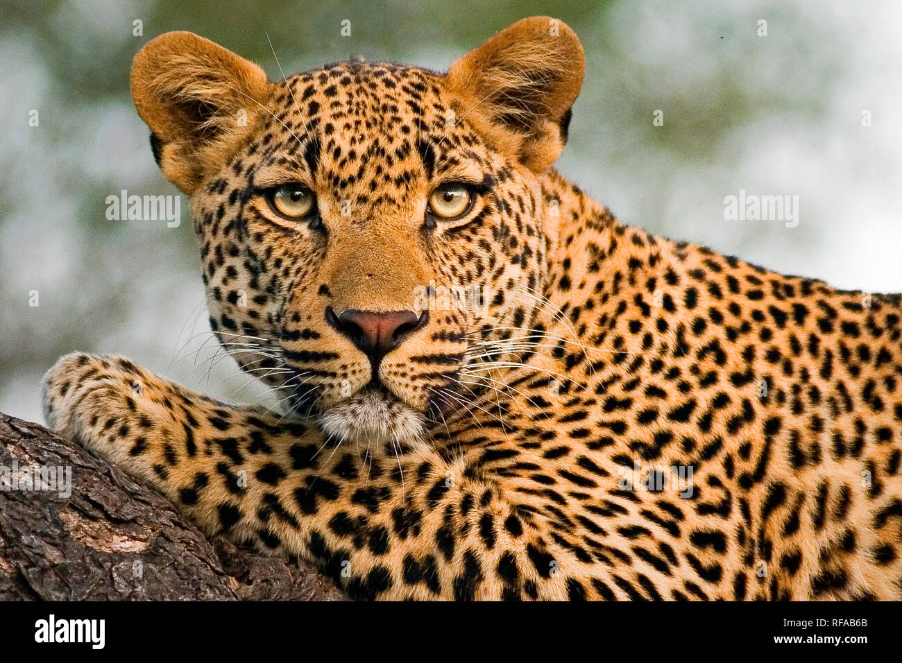 A leopard's head and front leg, Panthera pardus, lying on a tree branch ...