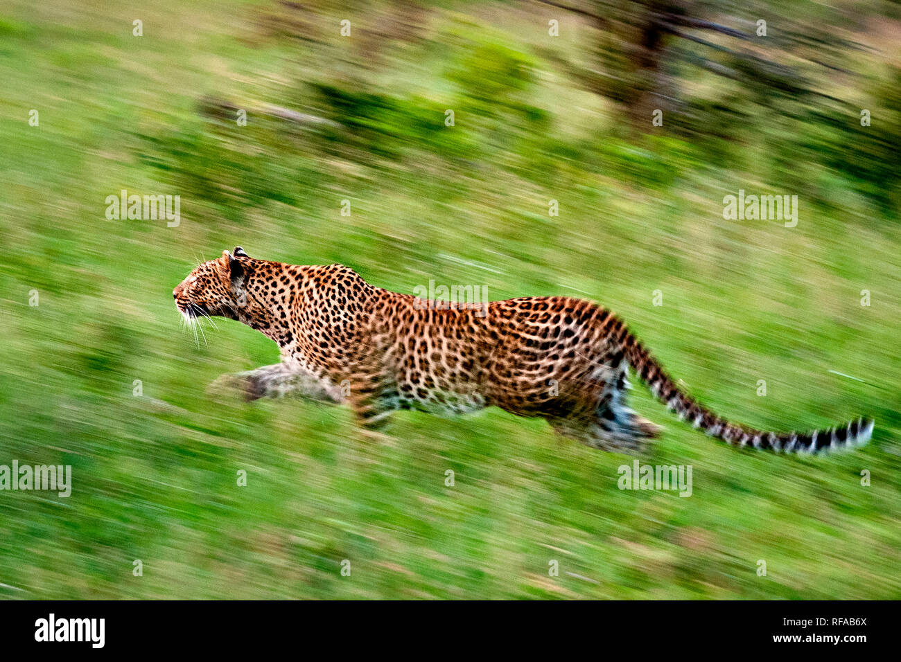 Leopard running side view hi-res stock photography and images - Alamy