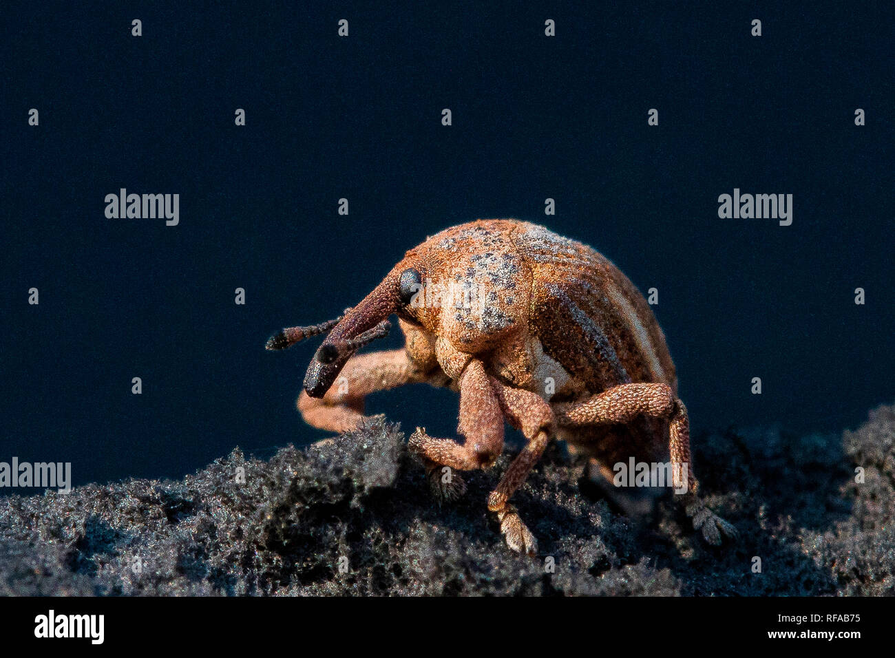 Greater weevil hi-res stock photography and images - Alamy
