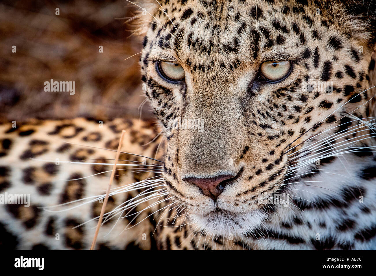 A leopard's face, Panthera pardus, looking away with whiskers and ...