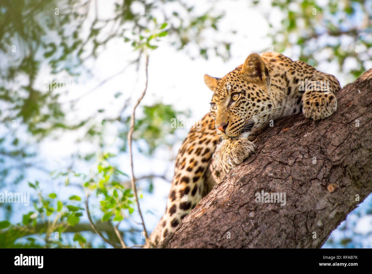 A leopard cub, Panthera pardus, clings onto a vertical marula tree ...