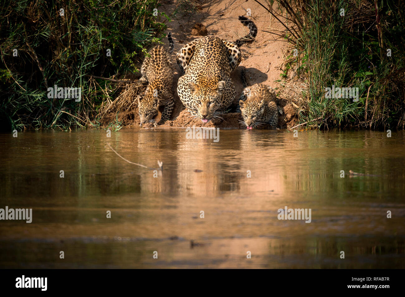Water lapping up hi-res stock photography and images - Alamy