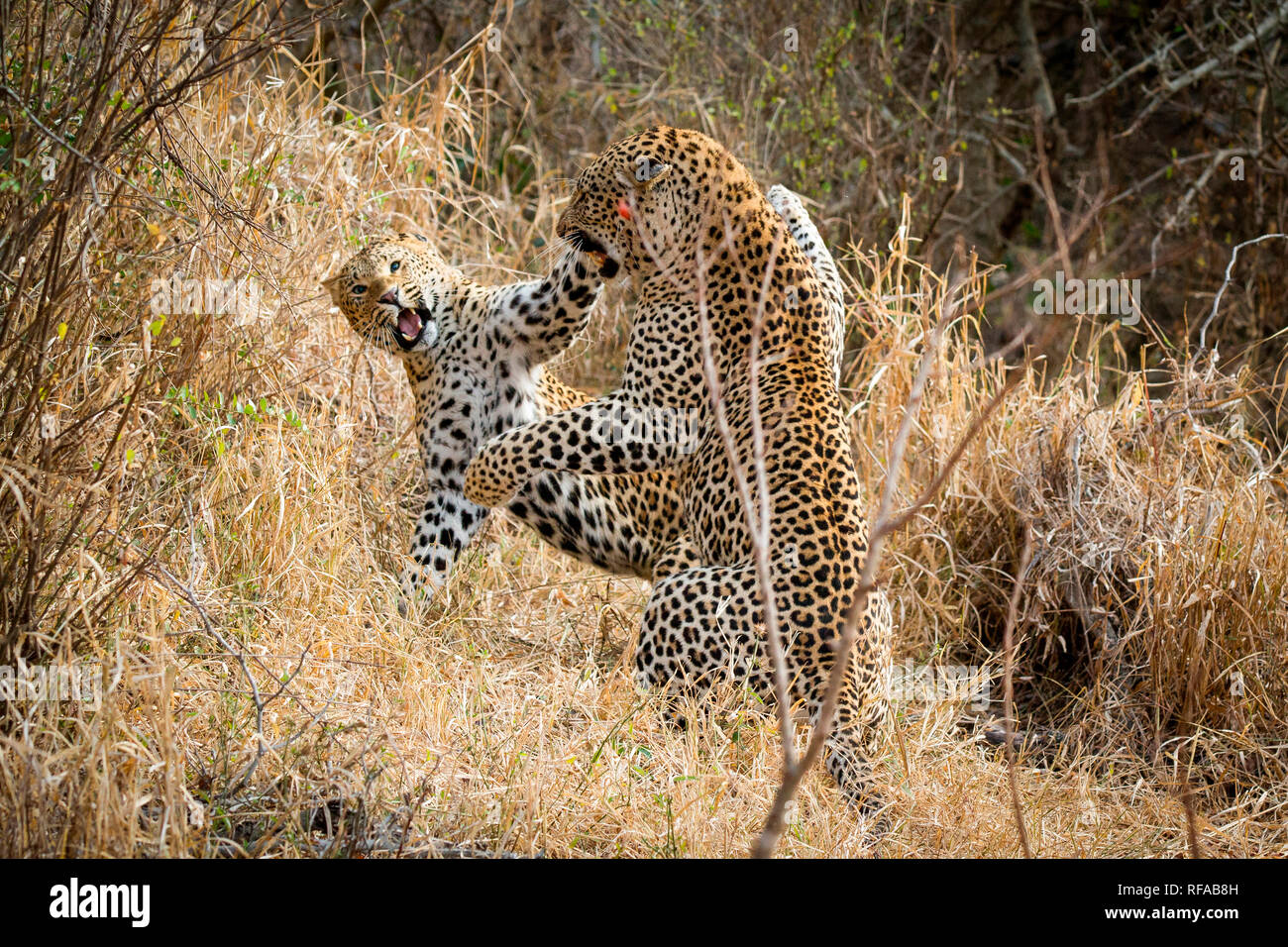 Two leopards, Panthera pardus, fighting, snarling and on their hind ...