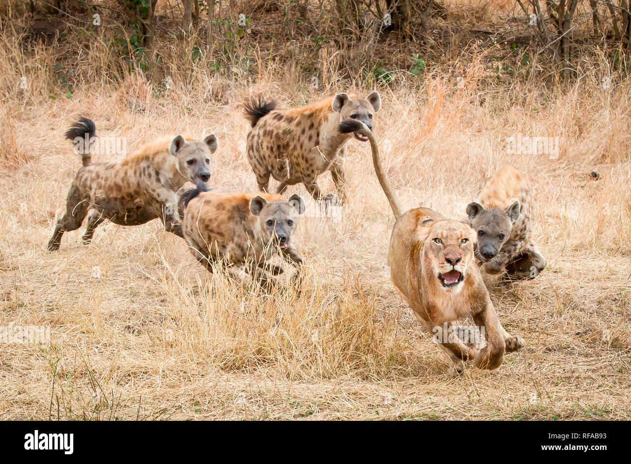 Lion hyena chase hi-res stock photography and images - Alamy