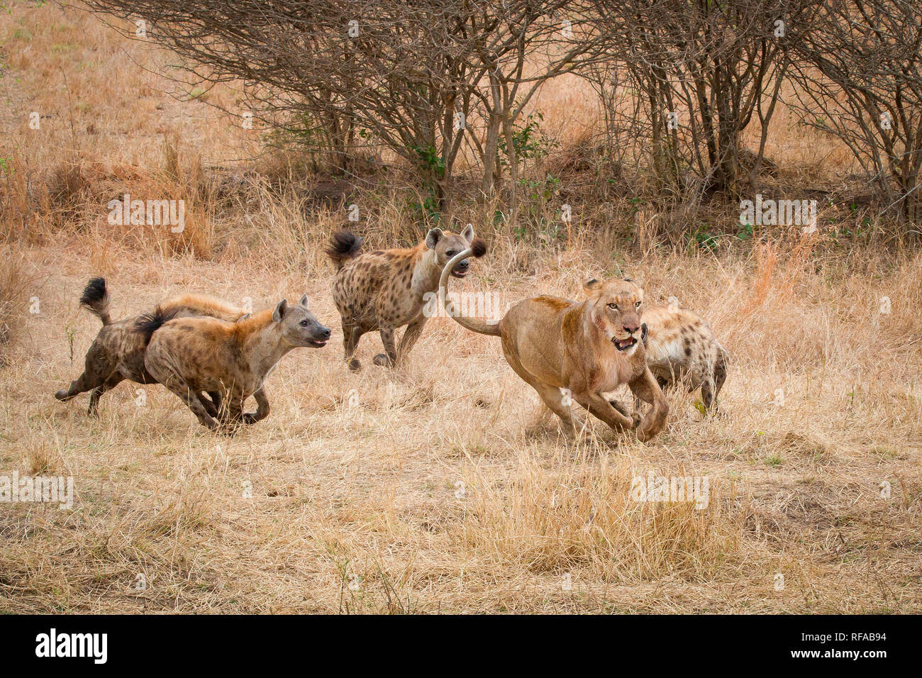 Four spotted hyenas, Crocuta crocuta, run and chase after a lion ...