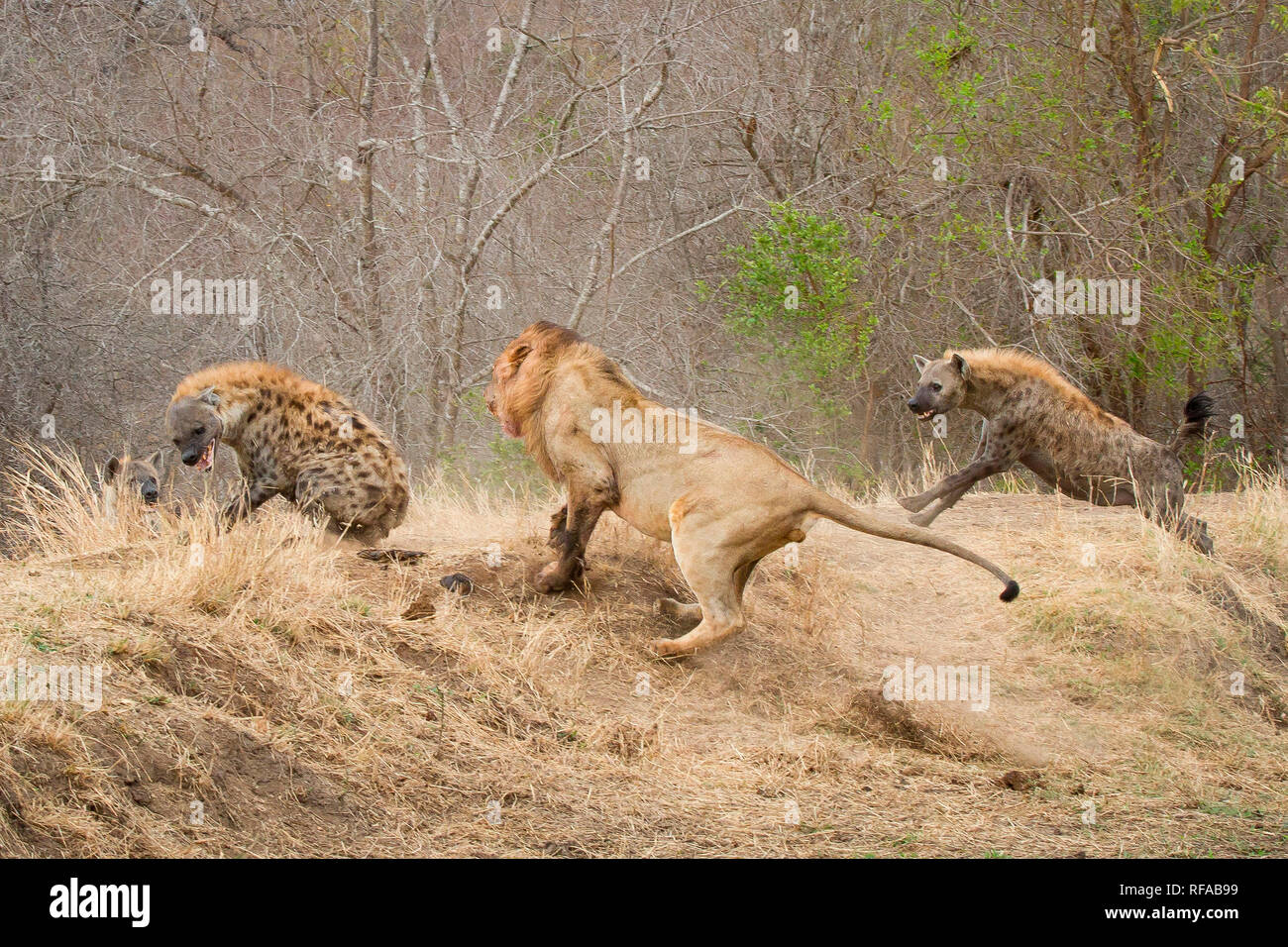 Spotted hyena growling hi-res stock photography and images - Alamy