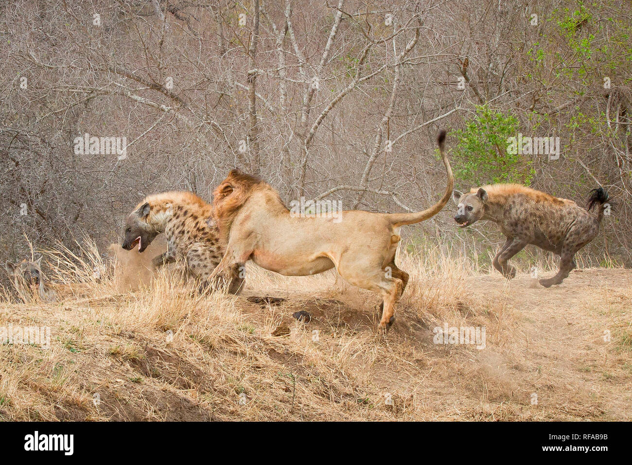 A male lion, Panthera leo, bites a spotted hyena, Crocuta crocuta ...