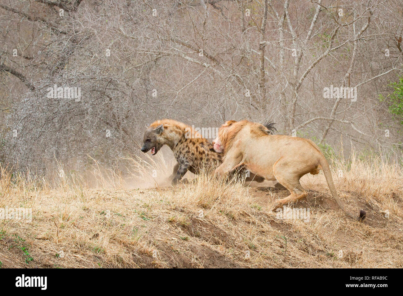 A male lion, Panthera leo, bites a spotted hyena, Crocuta crocuta, on ...