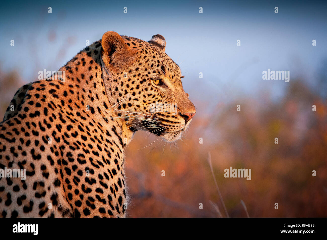A leopard, Panthera pardus, turns over its right shoulder, looking out ...