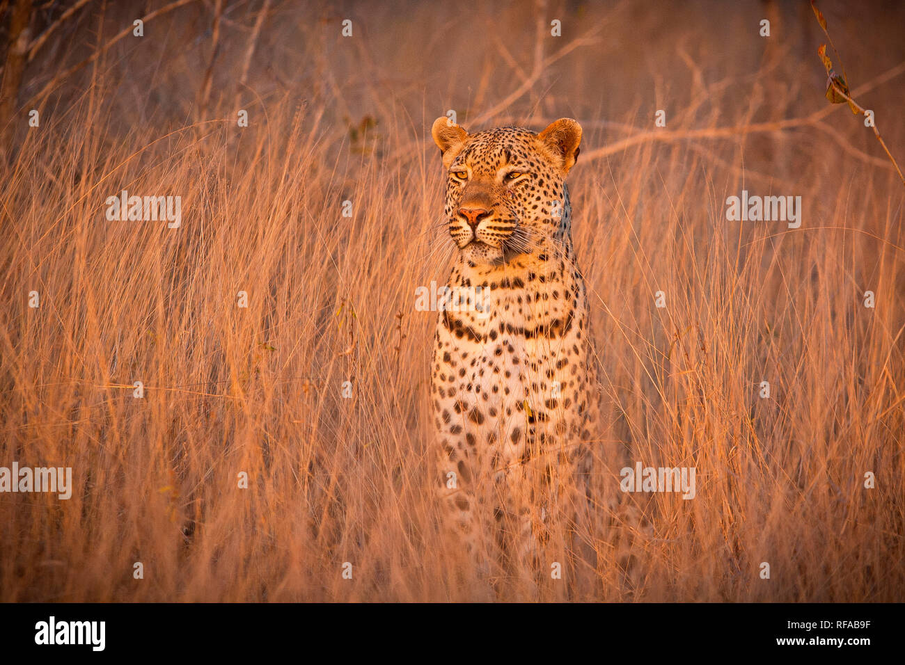 A leopard, Panthera pardus, sits in tall dry brown grass and looks ...