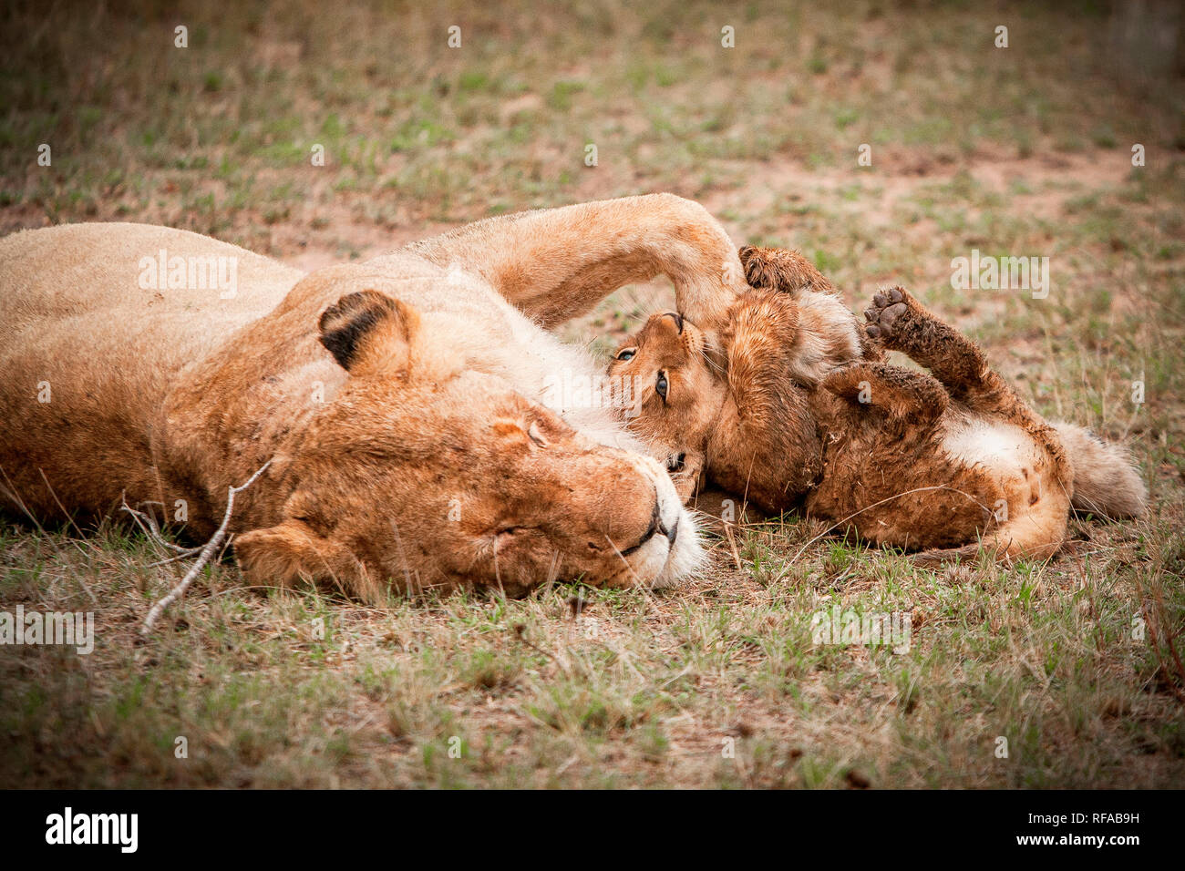 A lioness, Panthera leo, closes its eyes and lies down, a lion cub ...