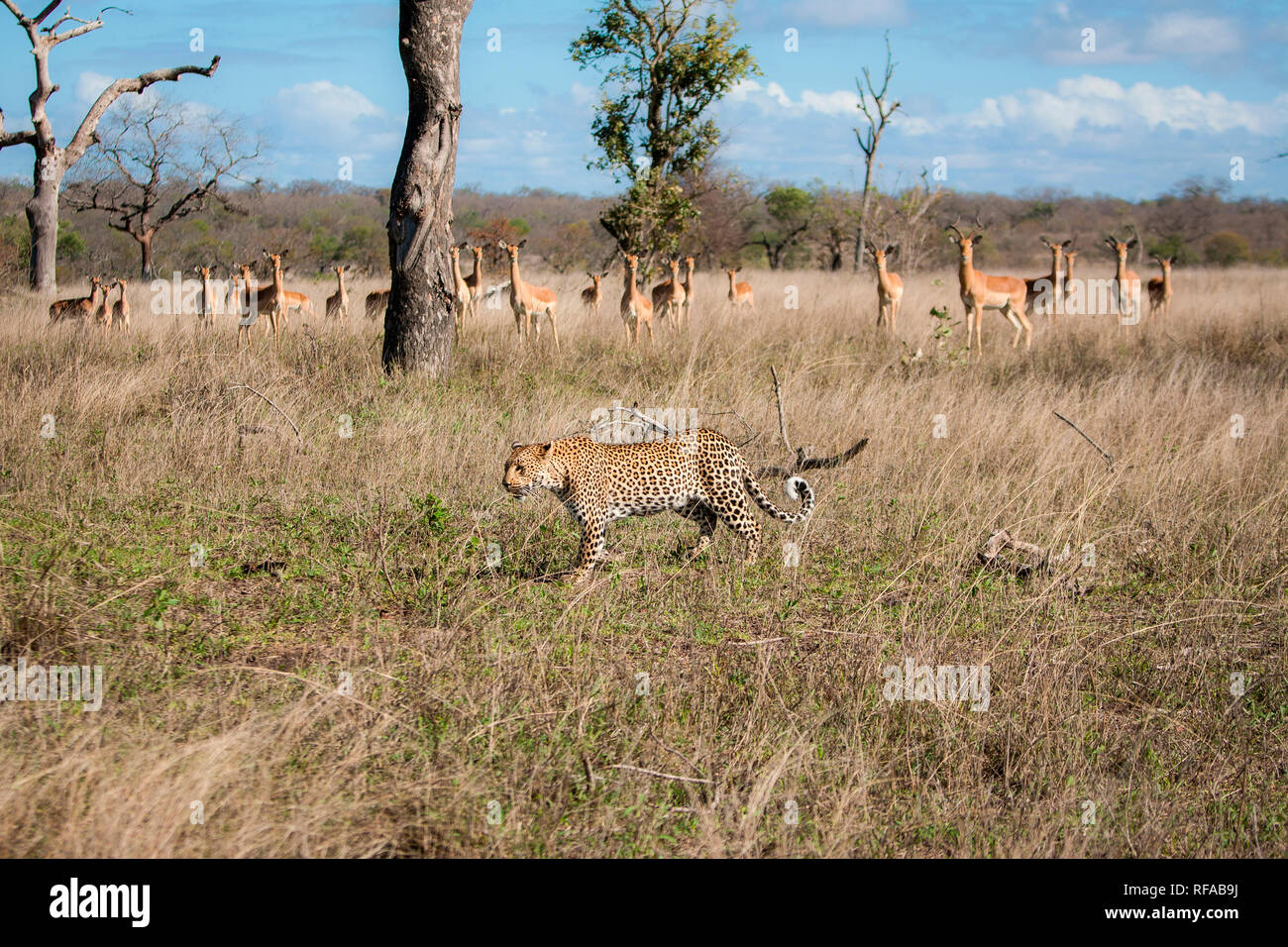 A leopard, Panthera pardus, walks through grass, an impala herd ...