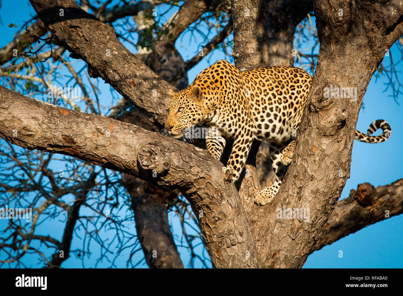 A leopard, Panthera pardus, stands in a tree, looks along a branch ...