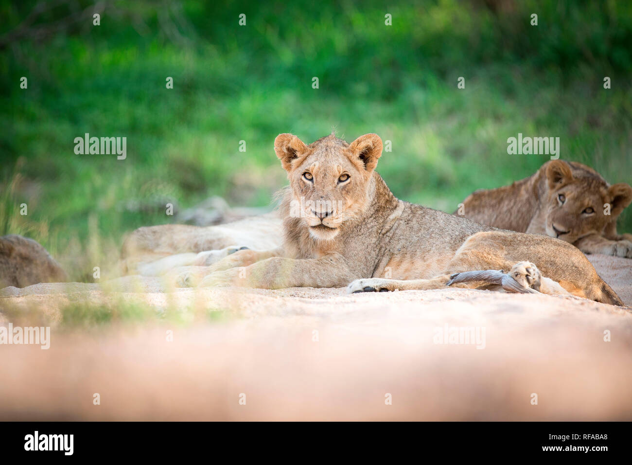 Young lion fur pattern hi-res stock photography and images - Alamy