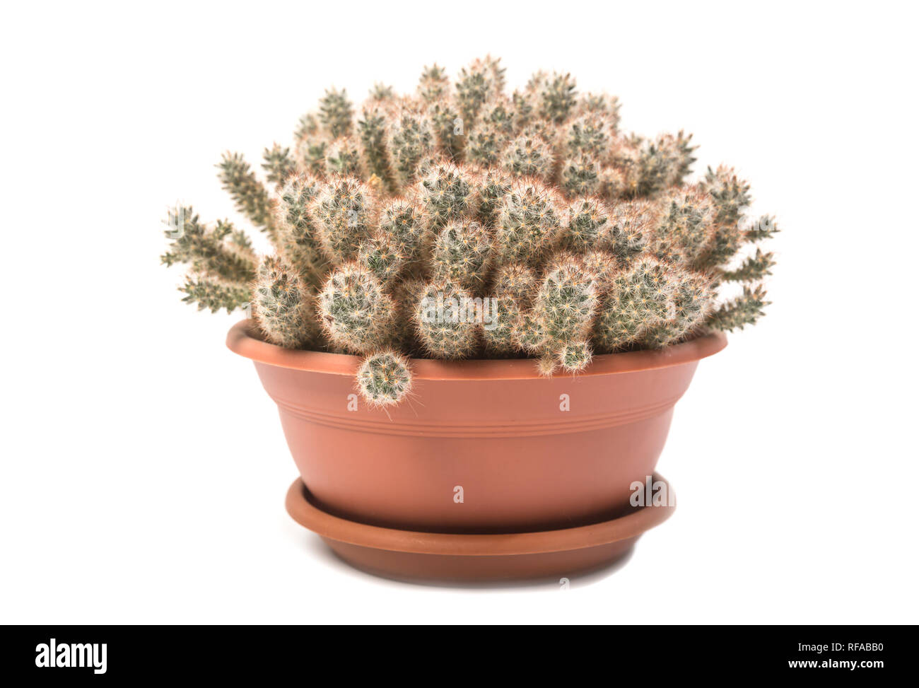 Cactus Mammillaria prolifera in a pot isolated on white background Stock Photo - Alamy