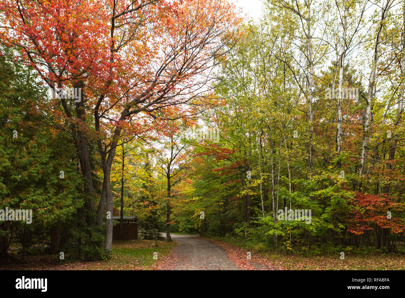 country road through maple forest in autumn, canada Stock Photo - Alamy