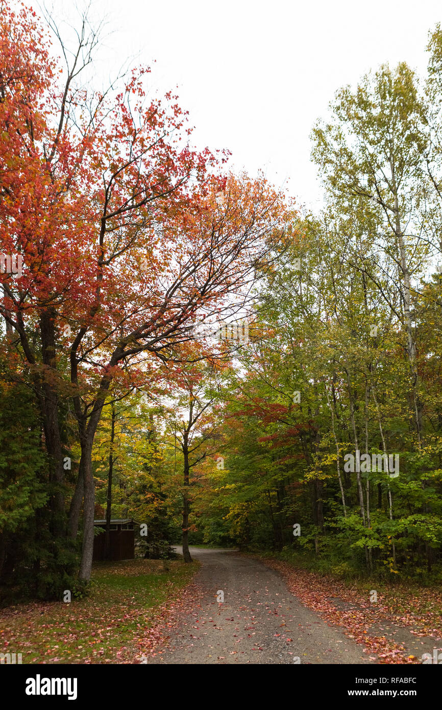 country road through maple forest in autumn, canada Stock Photo - Alamy