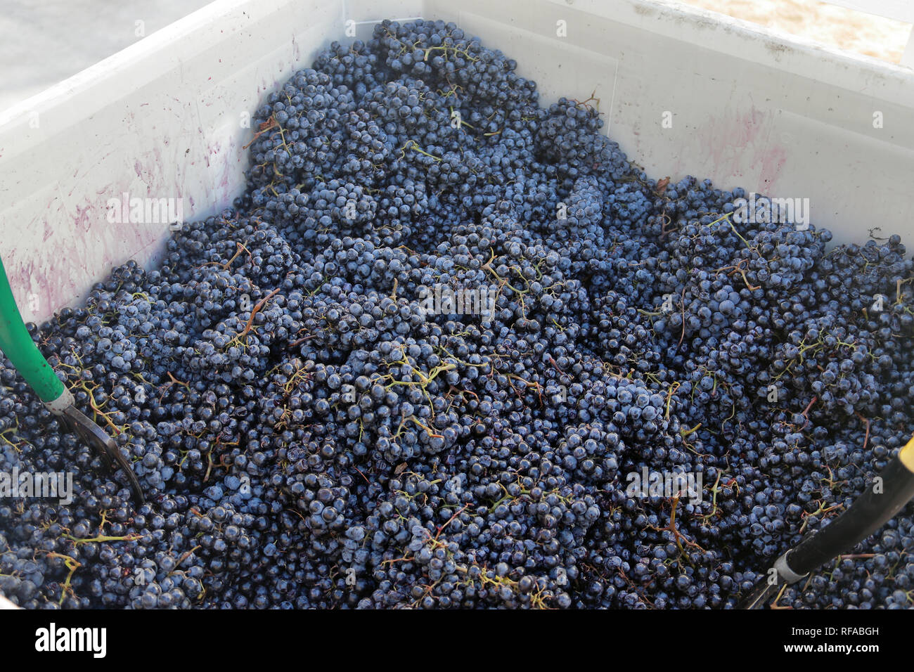 Vat Fruit High Resolution Stock Photography and Images - Alamy
