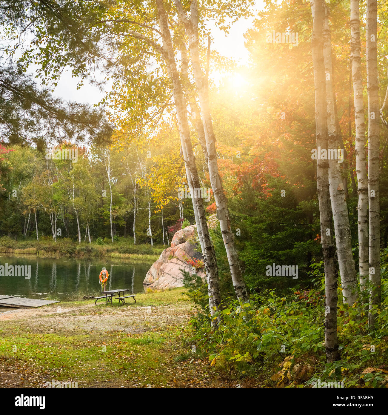 sunlight through forest in fall, Canada Stock Photo - Alamy