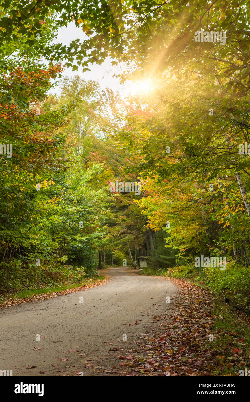 Road through maple forest hi-res stock photography and images - Alamy