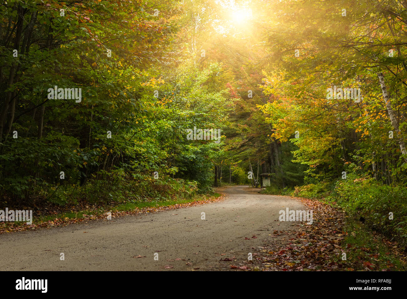Road through maple forest hi-res stock photography and images - Alamy