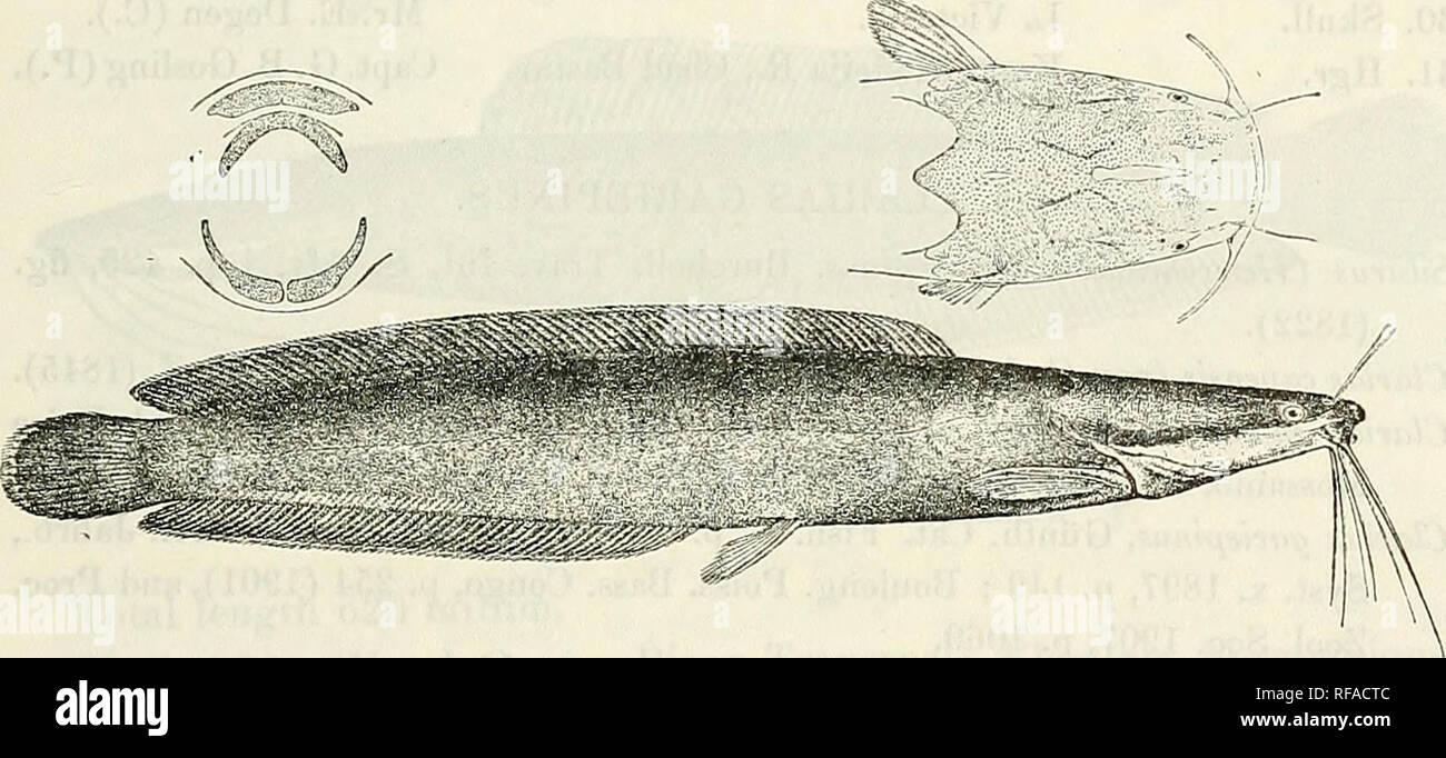 Maxillary barbel hi-res stock photography and images - Alamy