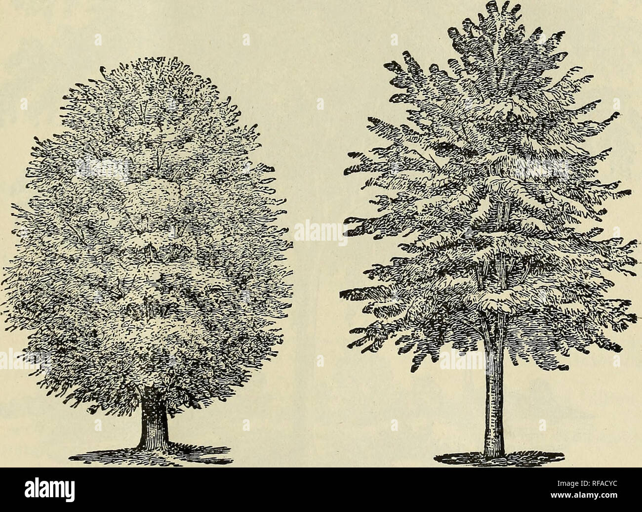 Norway maple tree pennsylvania hi-res stock photography and images - Alamy