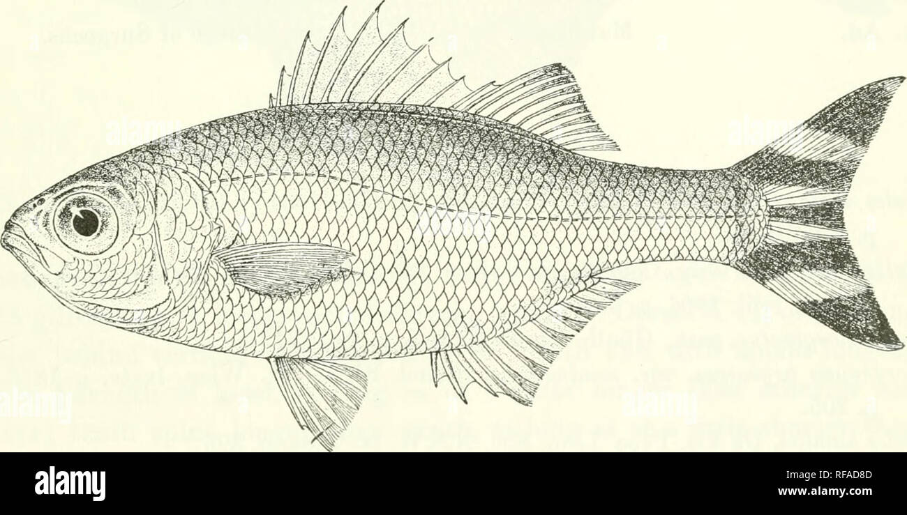 Batav hi-res stock photography and images - Alamy