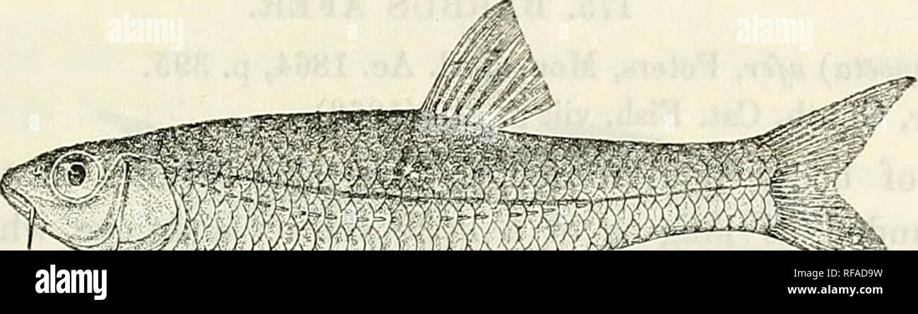 Nuptial tubercles hi-res stock photography and images - Alamy