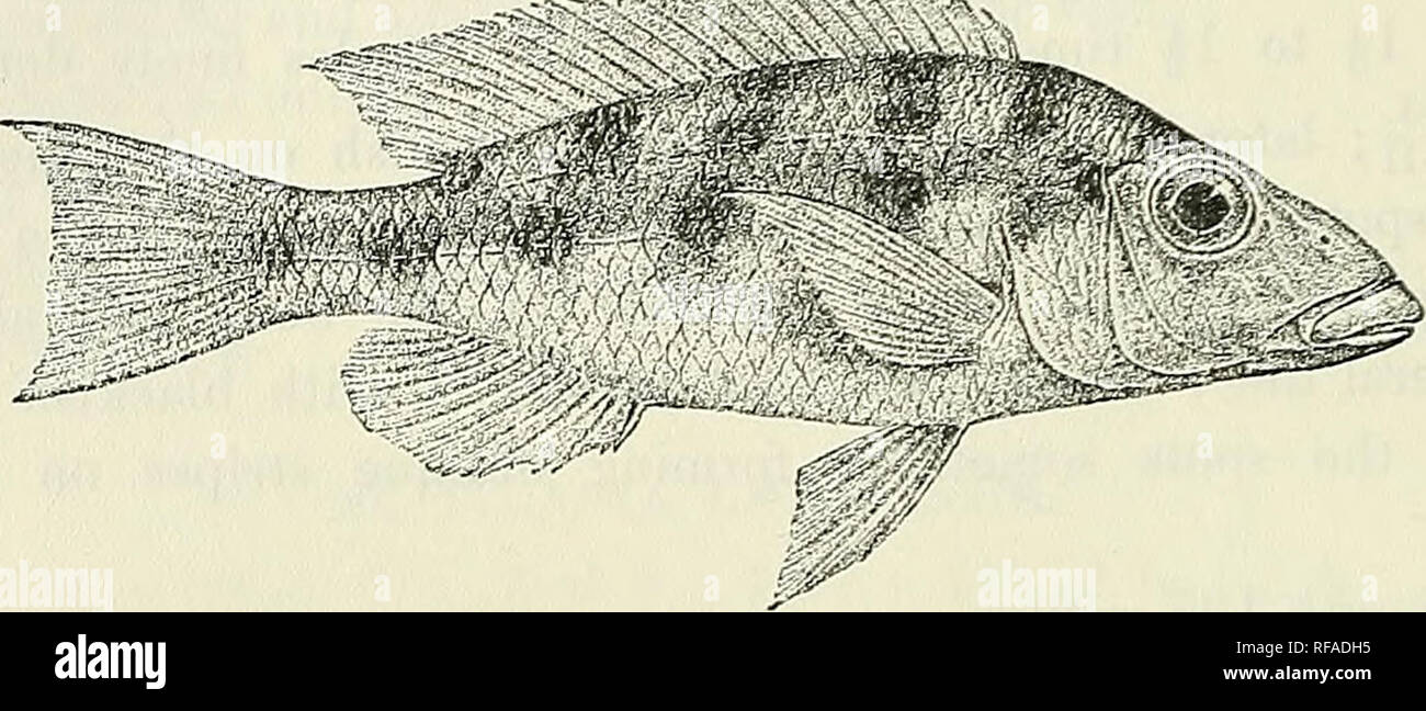 . Catalogue of the fresh-water fishes of Africa in the British Museum ...