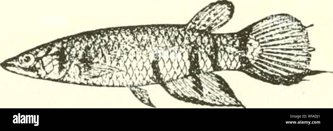 Bull fish ii hi-res stock photography and images - Alamy