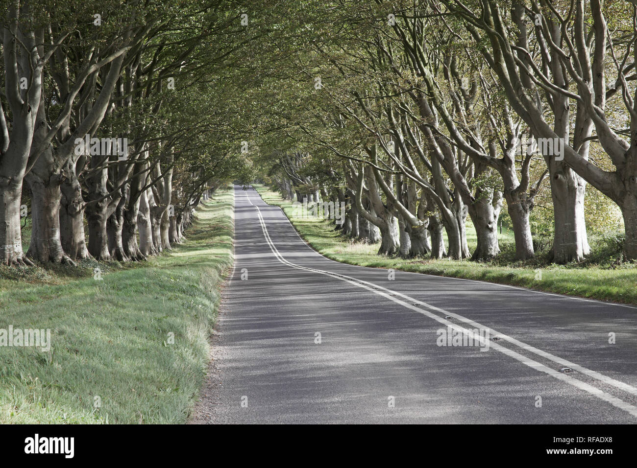 Beech trees lining the B3082 near Badbury Rings Dorset England UK Stock ...