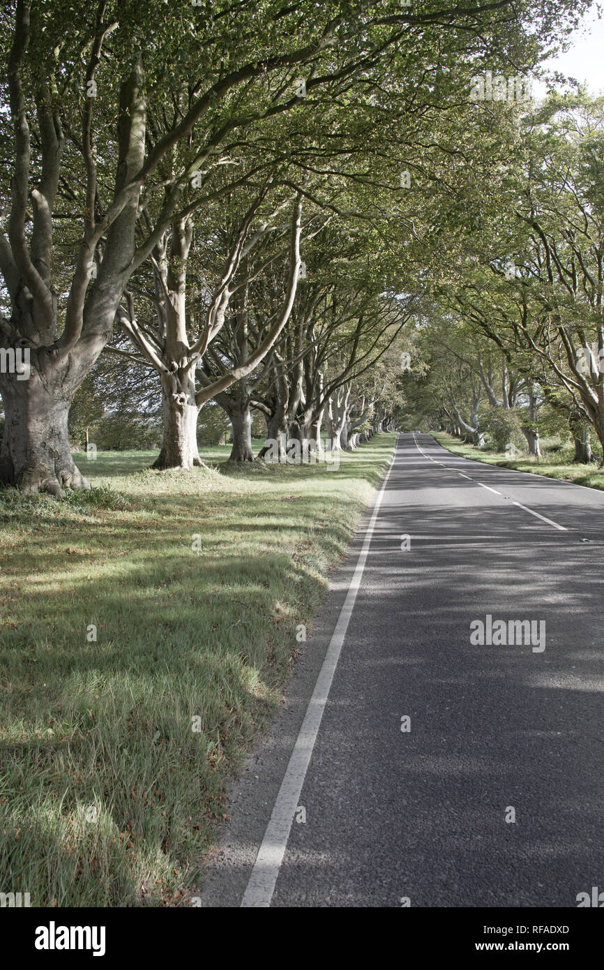 Beech trees lining the B3082 near Badbury Rings Dorset England UK Stock ...