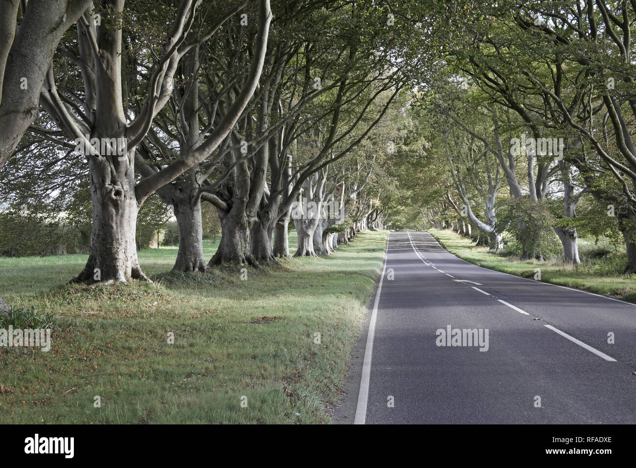 Beech trees lining the B3082 near Badbury Rings Dorset England UK Stock ...
