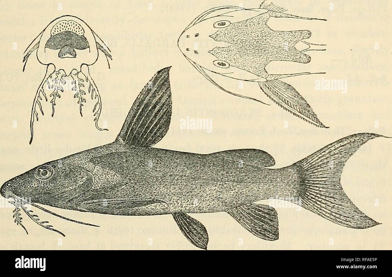 . Catalogue of the fresh-water fishes of Africa in the British Museum ...