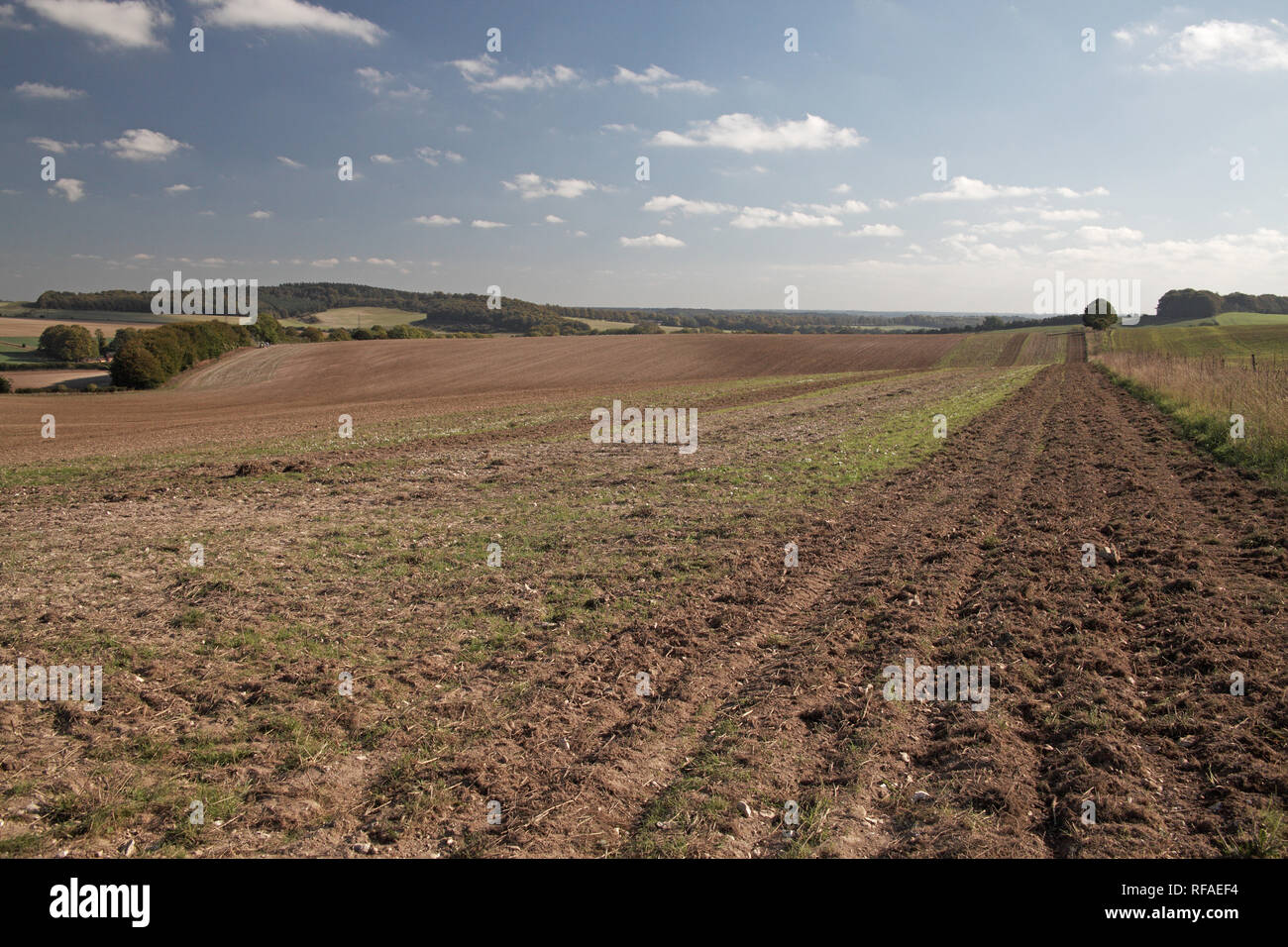 Field showing recently drilled winter wheat Tidpit near Martin ...