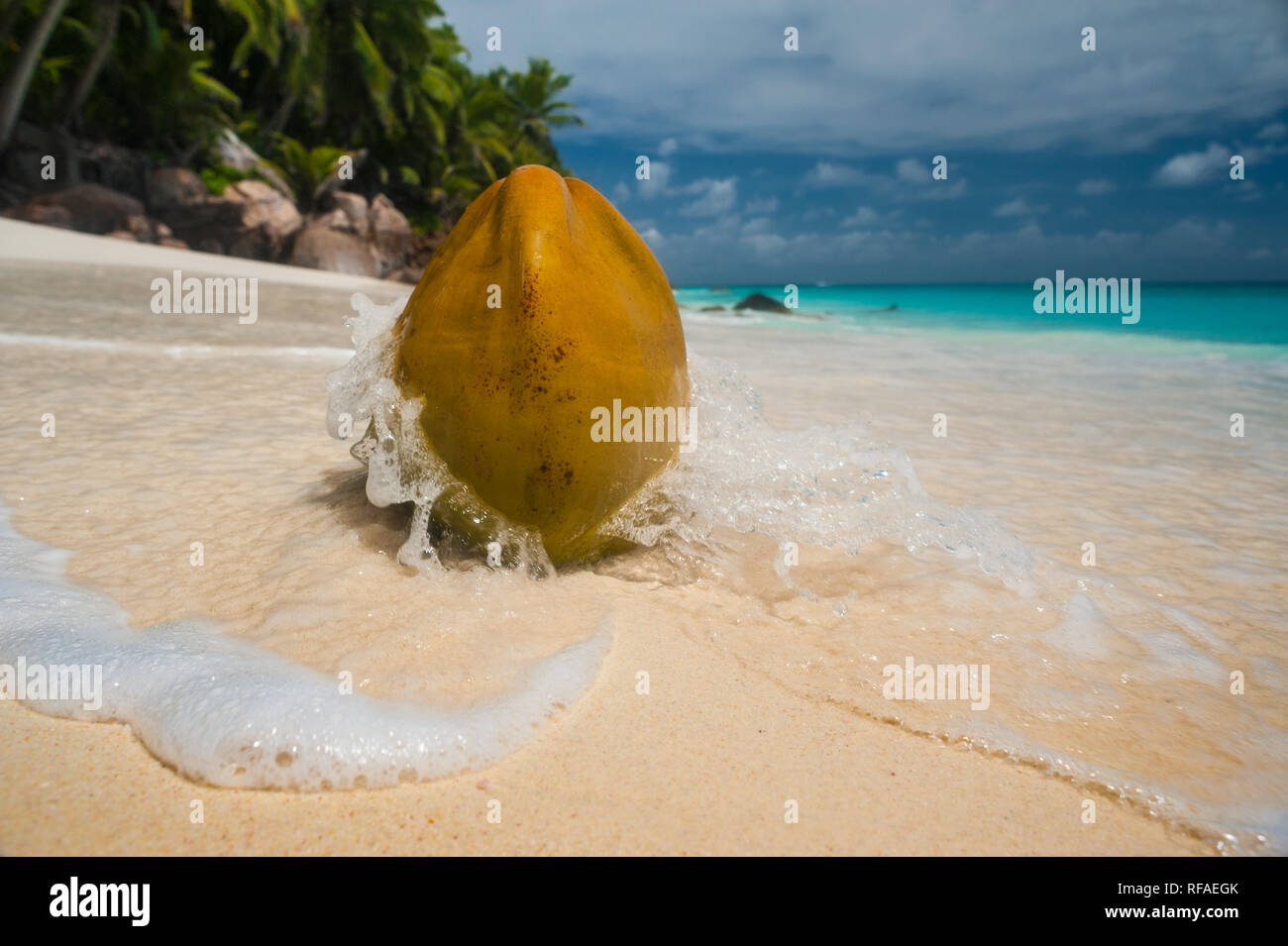 Coconut on the beach, Anse Victorin, Fregate Island Private, Seychelles ...