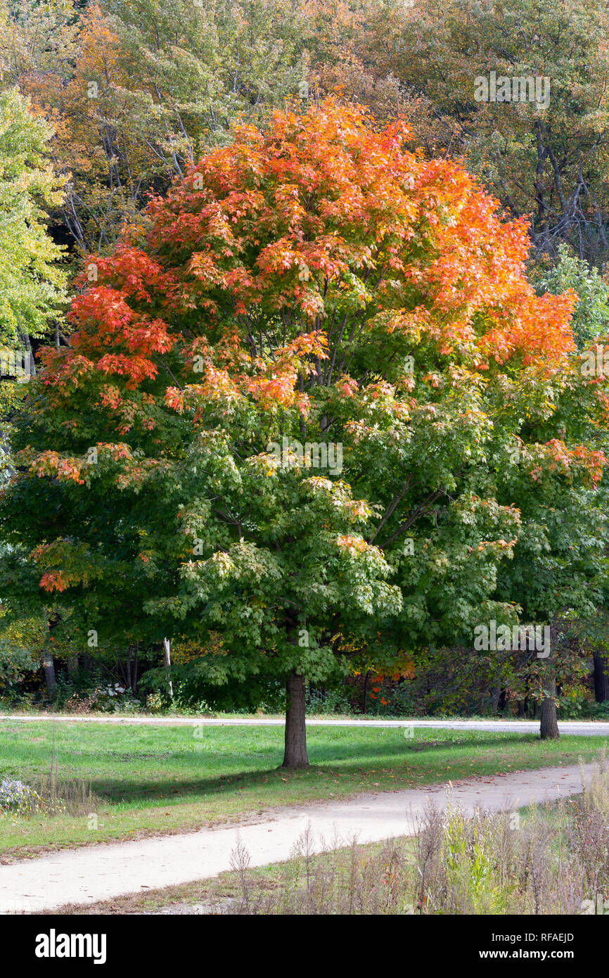 A changing maple tree during the fall season rising above the Battle ...