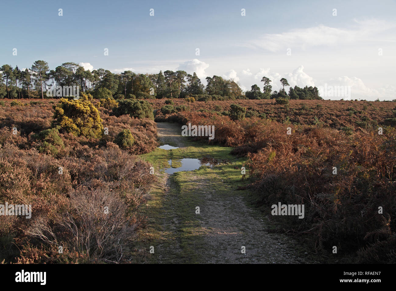 Amberwood new forest hi-res stock photography and images - Alamy
