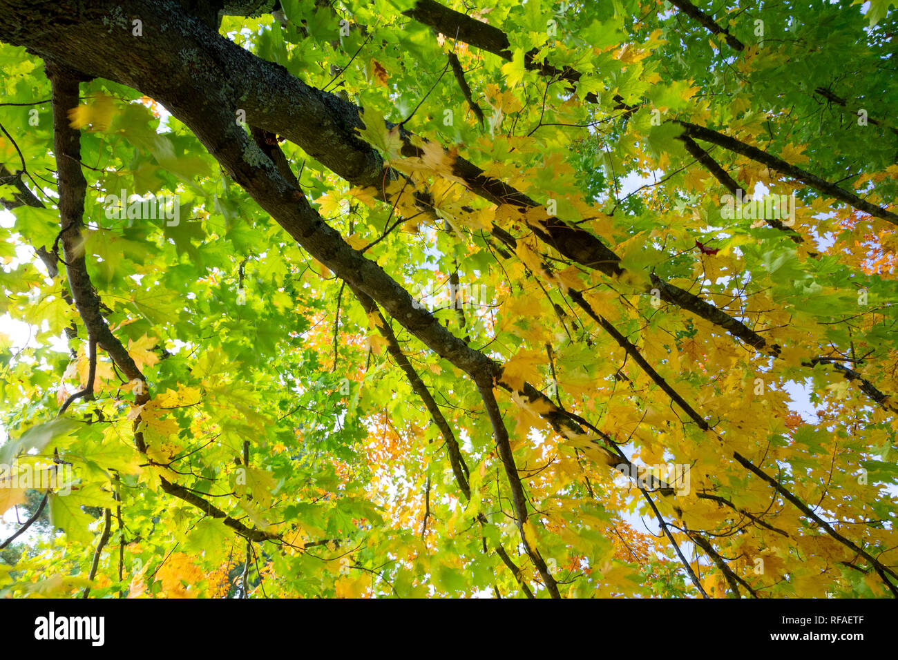 An abstract photo looking up into a maple tree changing for the fall ...