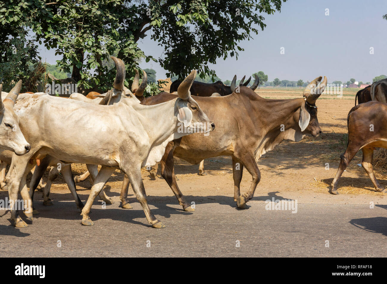 Divine cow india hi-res stock photography and images - Alamy